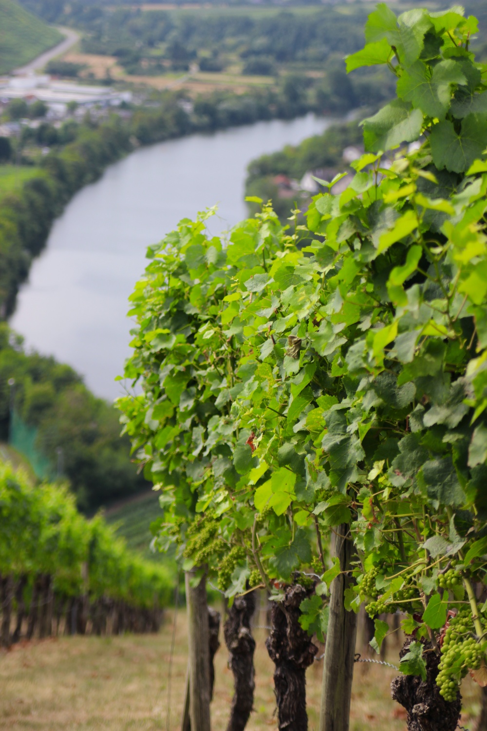 |Wanderlust| Wanderung Felsengärten Hessigheim - glimrende